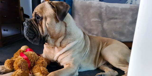 Farewell To My Big Boy Locki – Pure Heart Bullmastiffs