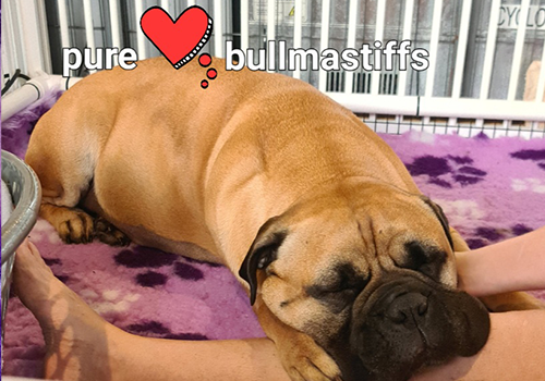 Large Bullmastiff Litters – Pure Heart Bullmastiffs